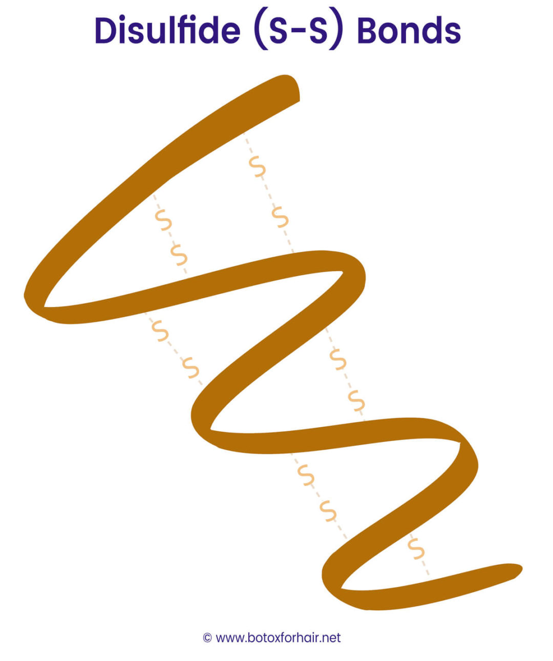 Science Sunday – Chemistry of Curly Hair – The Chic Chemist